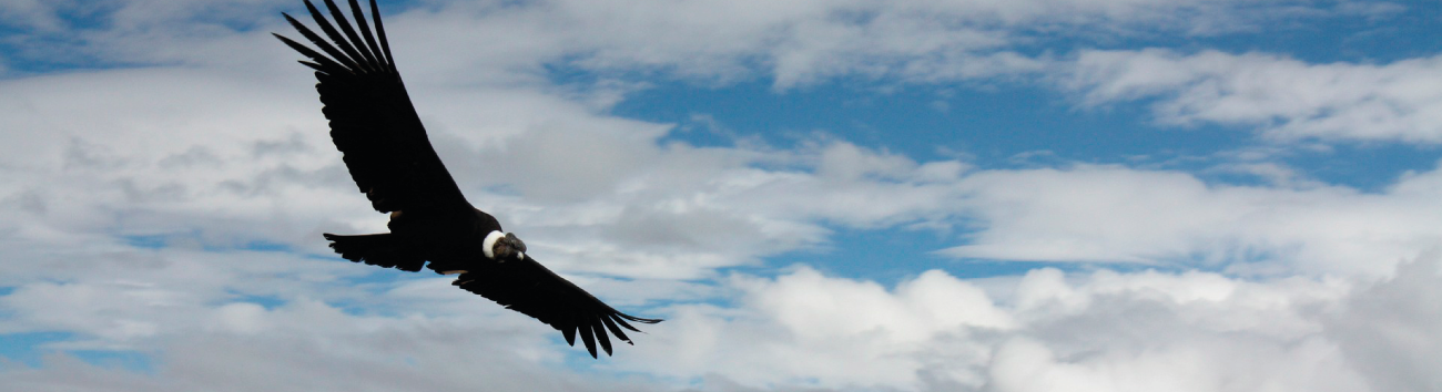 Tourism Agency in Puerto Natales | Patagonia | Torres del Paine | Glaciers